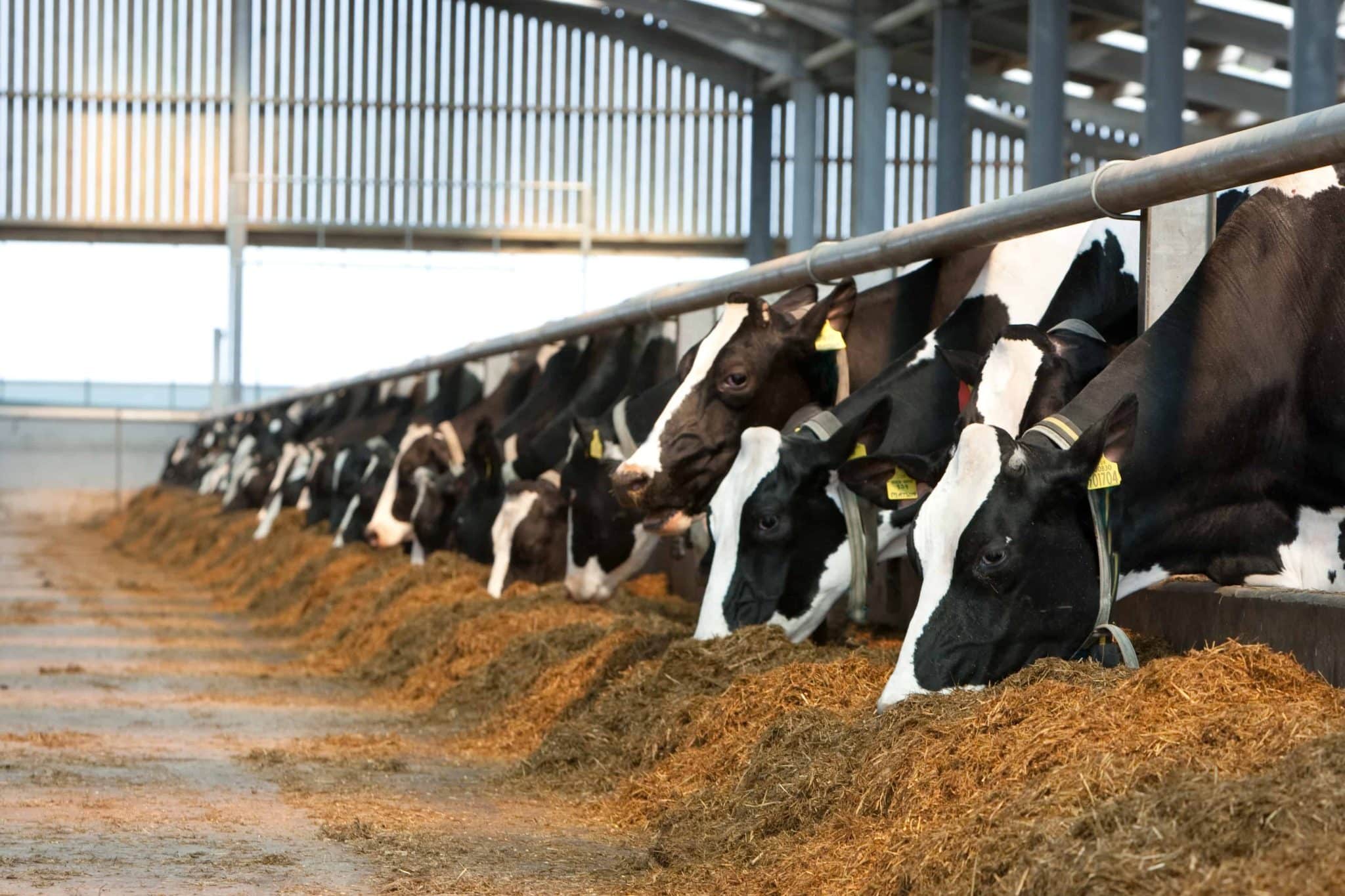 Cattle Feed Price List Veterinary Companies